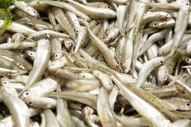 Anchovy Fish / Smelts (Nethili meen)