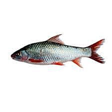 Sea Food
